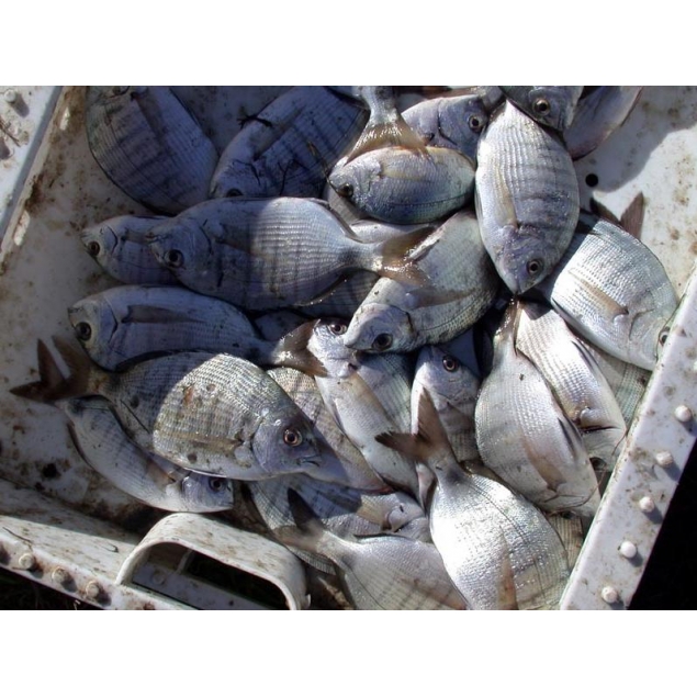 Pez Diplodus Sargus Sargus 【SARGO】 | Ficha Técnica Completa