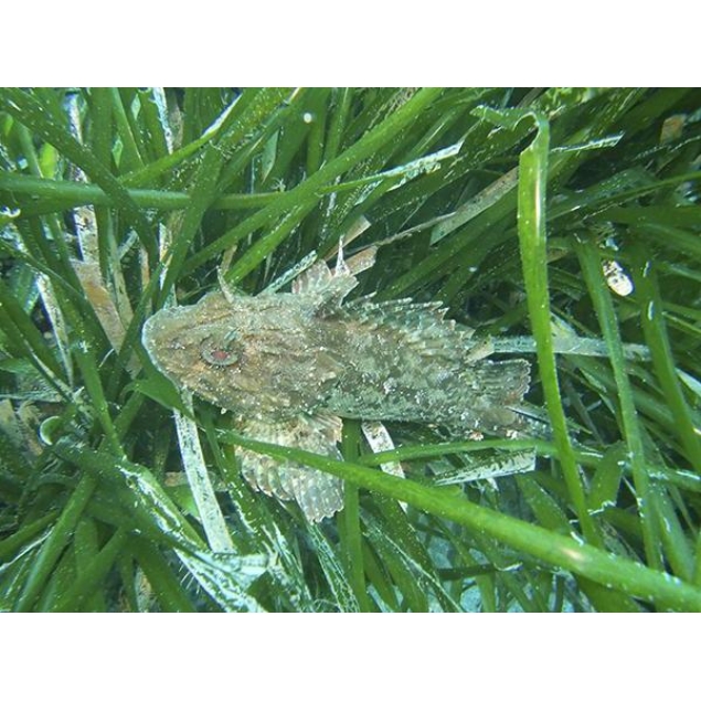 Pez Scorpaena Porcus, 【 RASCACIO】 | Ficha Técnica Completa