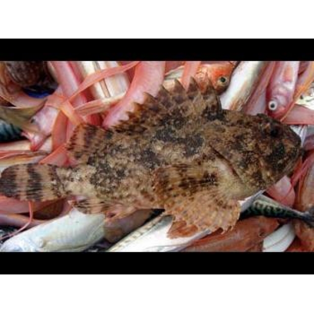 Pez Scorpaena Porcus, 【 RASCACIO】 | Ficha Técnica Completa