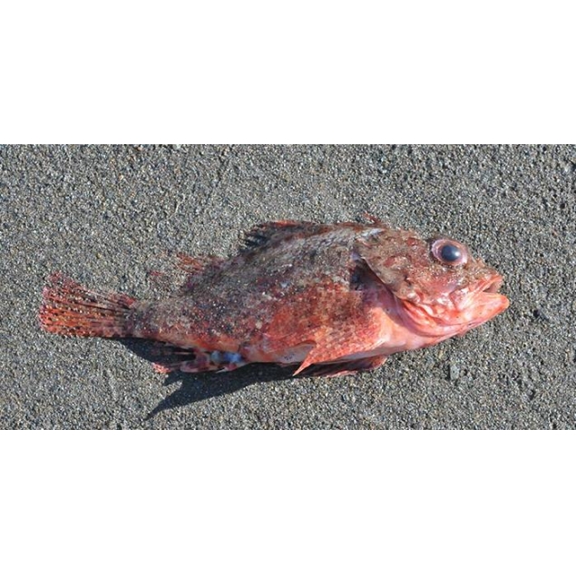 Pez Scorpaena Porcus, 【 RASCACIO】 | Ficha Técnica Completa