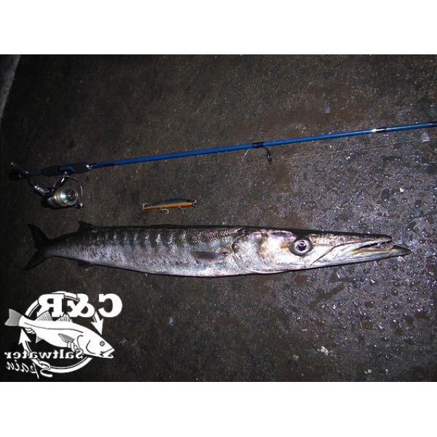 Pez Sphyraena Viridensis 【 ESPETóN GIGANTE】 | Ficha Técnica Completa