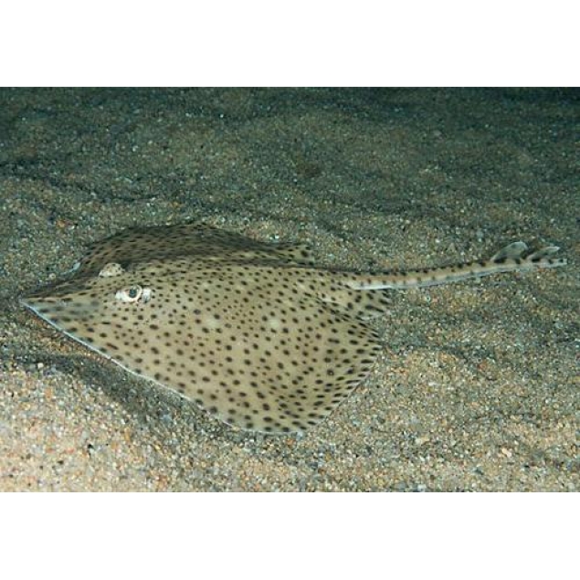 Raja Brachyura 【RAYA BOCA DE ROSA】 | Ficha Técnica Completa