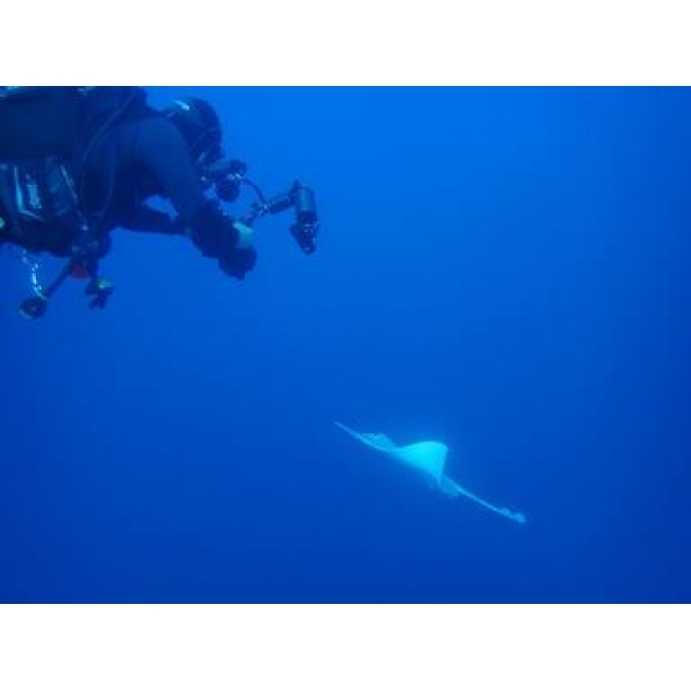 Raja Radula. 【 RAJA ASPERA】 | Fiche Technique Complète