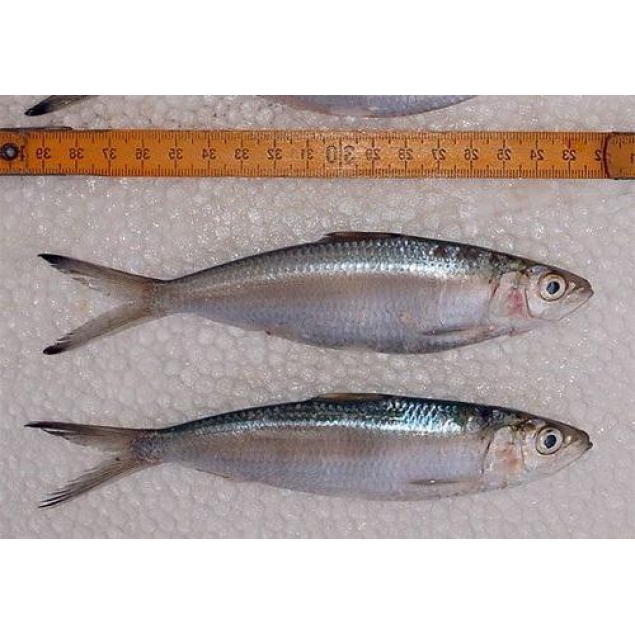 Sardinella Maderensis 【ALACHA DE MADEIRA】 | Ficha Técnica Completa