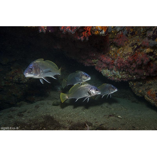 Sciaena Umbra 【CORBALL】 | Ficha Técnica Completa