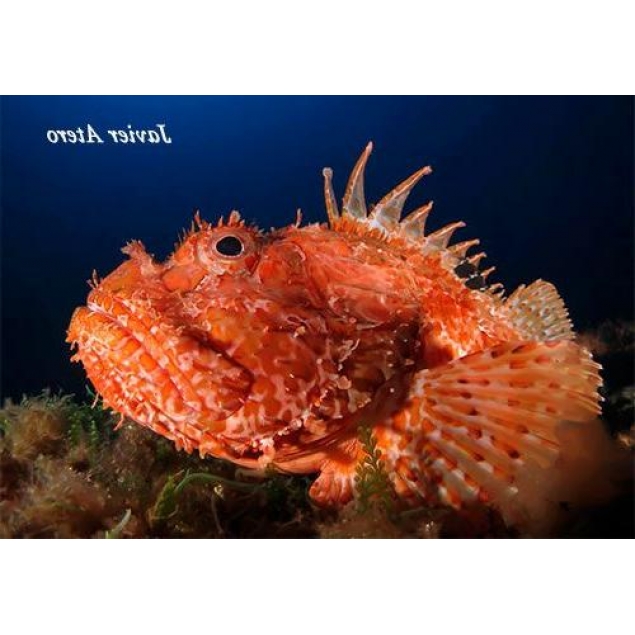 Scorpaena Scrofa 【CABRACHO】 | Ficha Técnica Completa