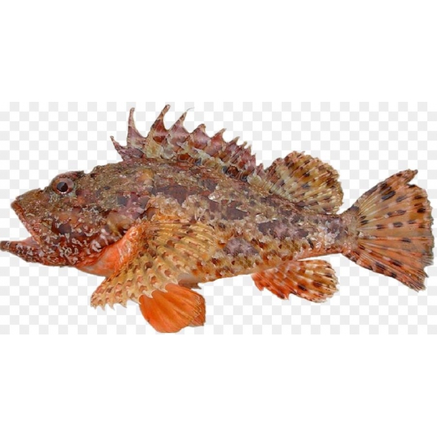 Scorpaena Scrofa 【CABRACHO】 | Ficha Técnica Completa