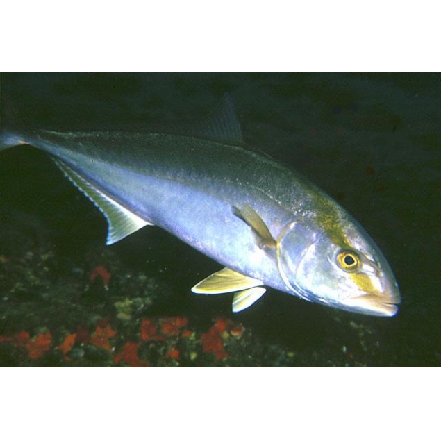 Seriola Dumerili Serviola 【 PEZ LIMóN】 | Ficha Técnica Completa