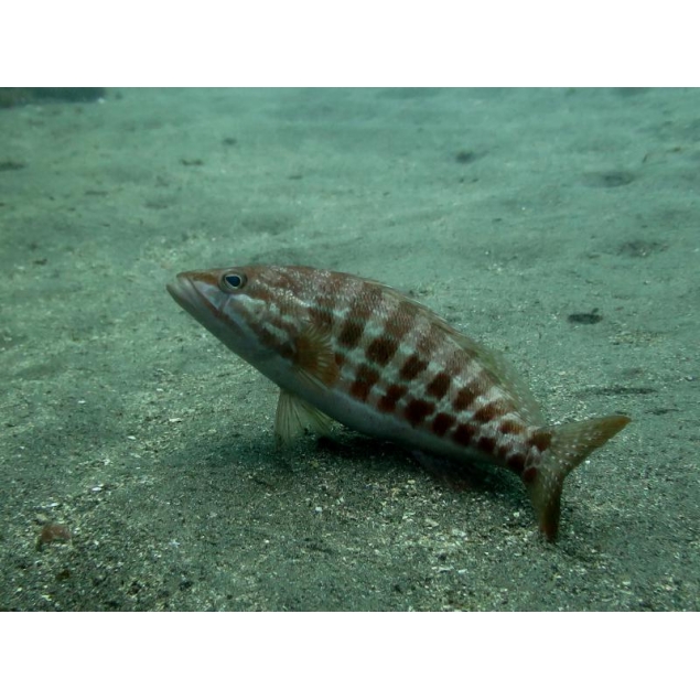 Serranus Cabrilla 【SERRANO】 | Ficha Técnica Completa