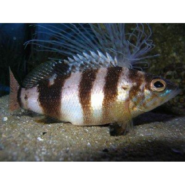 Serranus Hepatus 【MERILLO】 | Ficha Técnica Completa