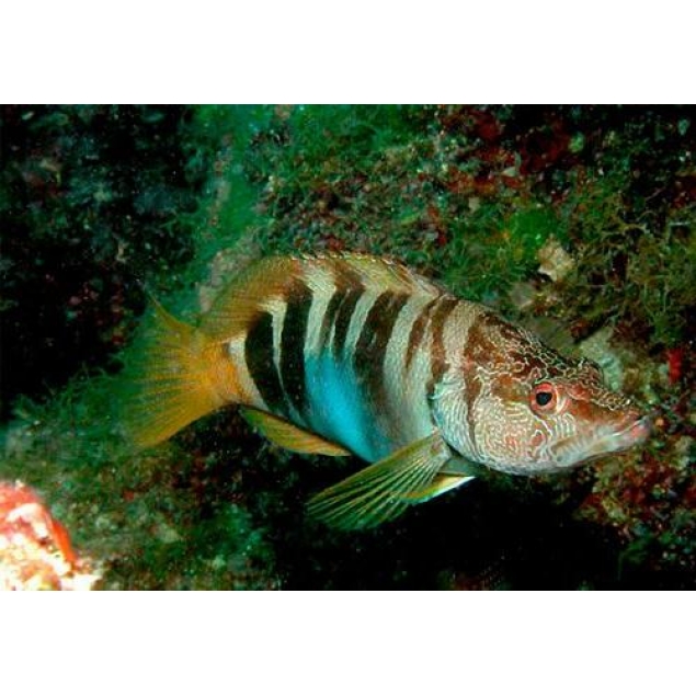 Serranus Scriba 【VAQUETA】 | Ficha Técnica Completa