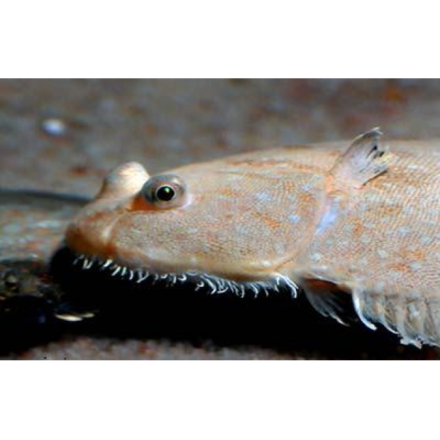 Solea Solea 【LENGUADO】 | Ficha Técnica Completa