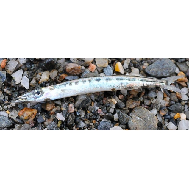 Sphyraena Sphyraena 【ESPETóN】 | Ficha Técnica Completa