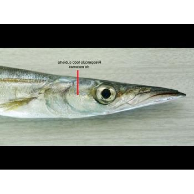 Sphyraena Sphyraena 【ESPETóN】 | Ficha Técnica Completa