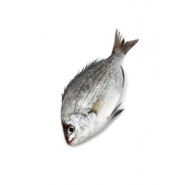 Spondyliosoma Cantharus. 【CHOP】 | Folha Técnica Completa