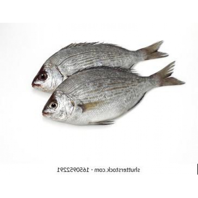 Spondyliosoma Cantharus. 【CHOP】 | Folha Técnica Completa