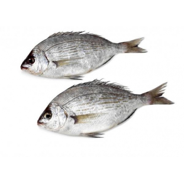 Spondyliosoma Cantharus. 【CHOP】 | Folha Técnica Completa