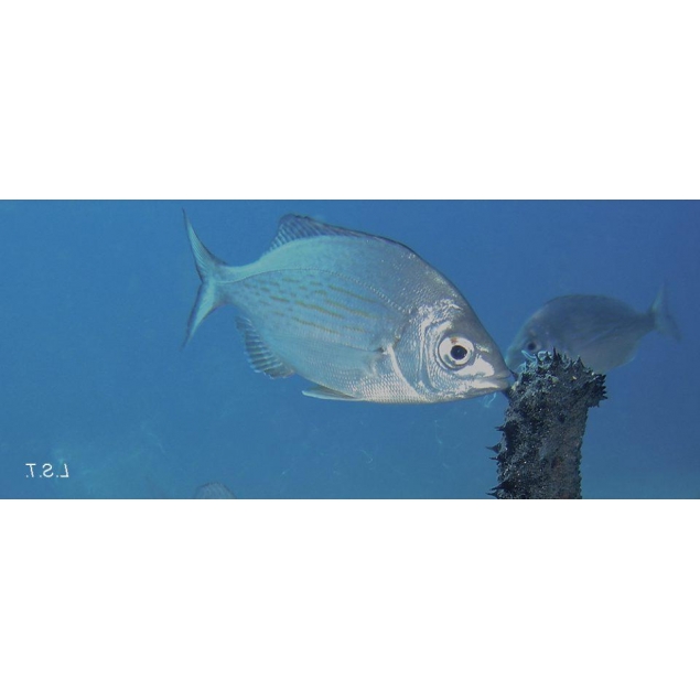 Spondyliosoma Cantharus. 【CHOP】 | Folha Técnica Completa