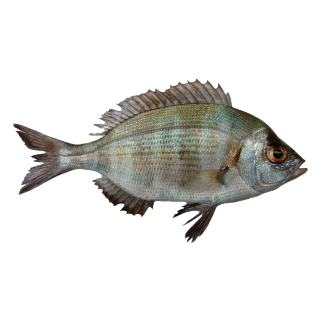 Spondyliosoma Cantharus 【CHOP】 | Ficha Técnica Completa