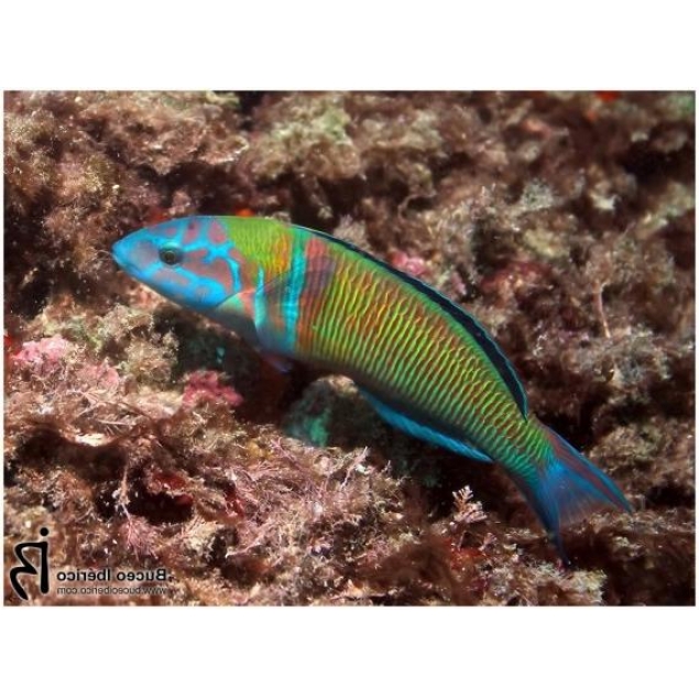 Thalassoma Pavo 【PEZ VERDE】 | Ficha Técnica Completa