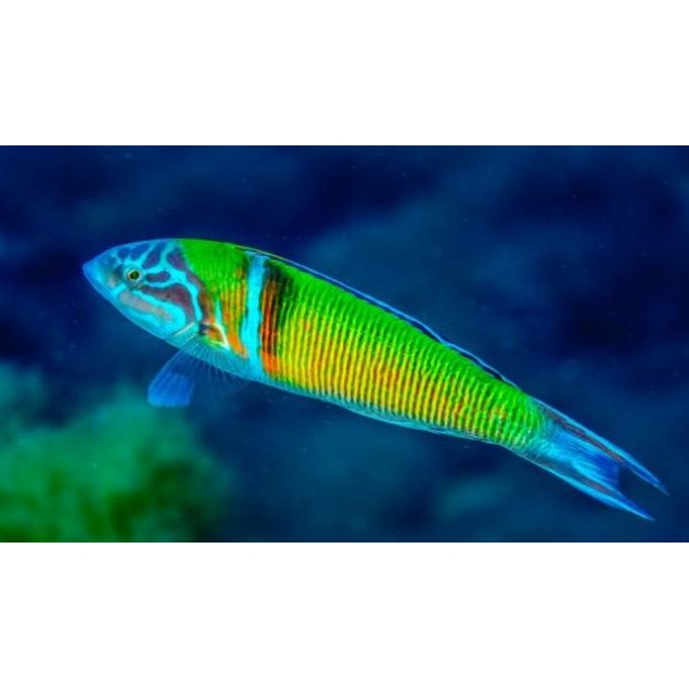 Thalassoma Pavo 【PEZ VERDE】 | Ficha Técnica Completa