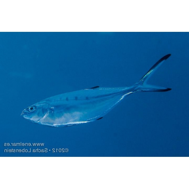 Trachinotus Ovatus 【PALOMETA】 | Ficha Técnica Completa