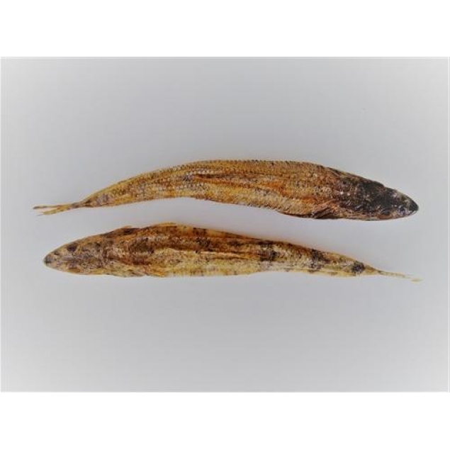 Trachinus Draco 【ARAñA】 | Ficha Técnica Completa