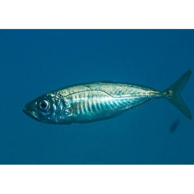 Trachurus Mediterraneus 【JUREL MEDITERRáNEO】 | Ficha Técnica Completa