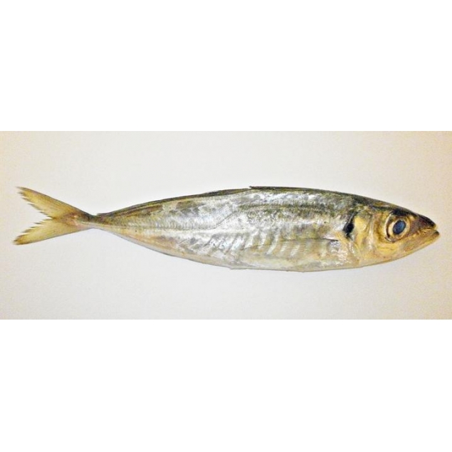 Trachurus Mediterraneus 【JUREL MEDITERRáNEO】 | Ficha Técnica Completa