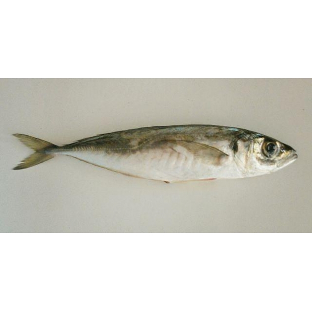 Trachurus Mediterraneus 【JUREL MEDITERRáNEO】 | Ficha Técnica Completa