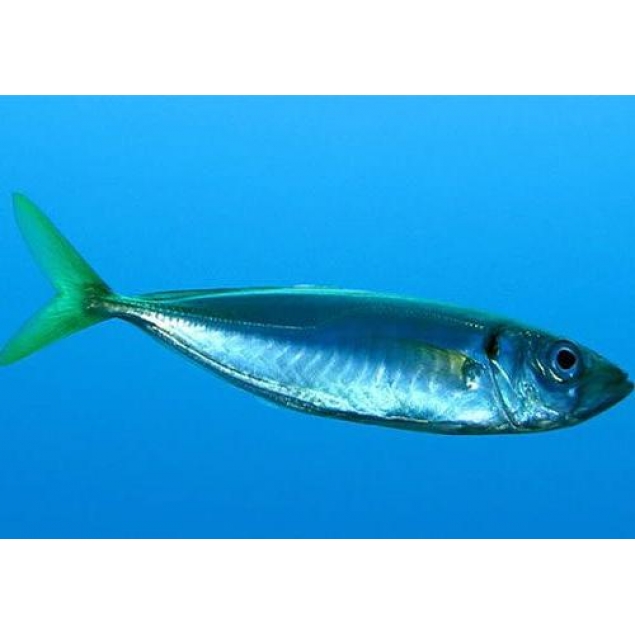 Trachurus Mediterraneus 【JUREL MEDITERRáNEO】 | Ficha Técnica Completa