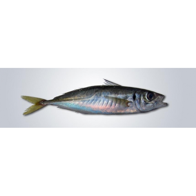 Trachurus Trachurus 【 JUREL】 | Ficha Técnica Completa