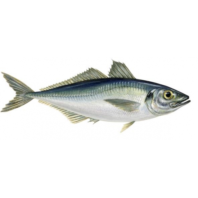 Trachurus Trachurus 【 JUREL】 | Ficha Técnica Completa