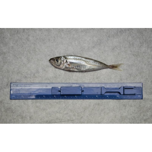 Trachurus Trachurus 【 JUREL】 | Ficha Técnica Completa