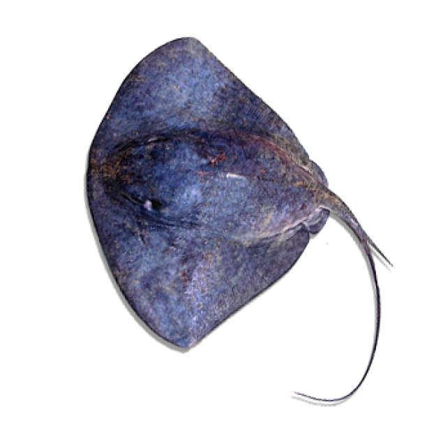 Dasyatis Pastinaca 【 PASTINACA COMúN】 | Ficha Técnica Completa