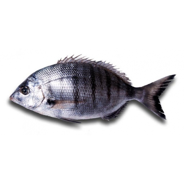 Diplodus Puntazzo 【SARGO PICUDO】 | Ficha Técnica Completa