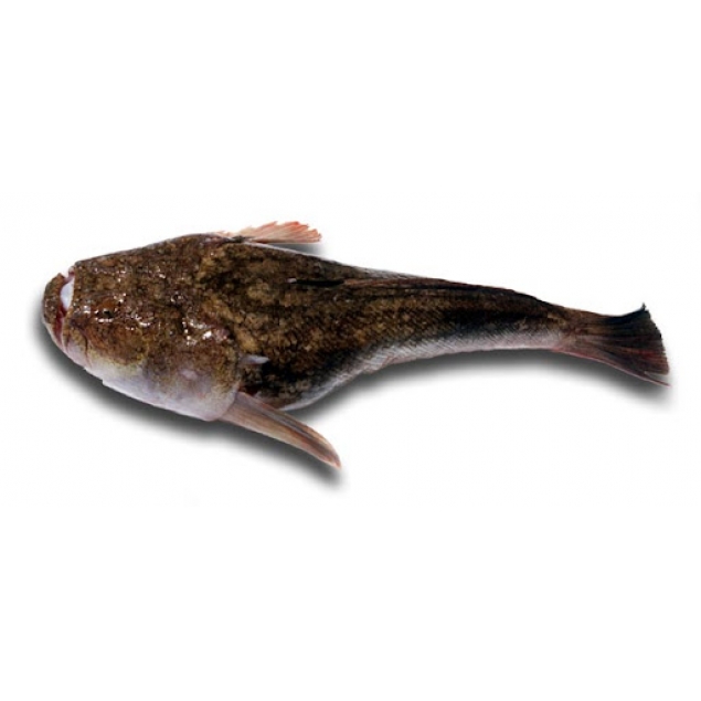 Uranoscopus Scabe 【PEZ RATA】 | Ficha Técnica Completa