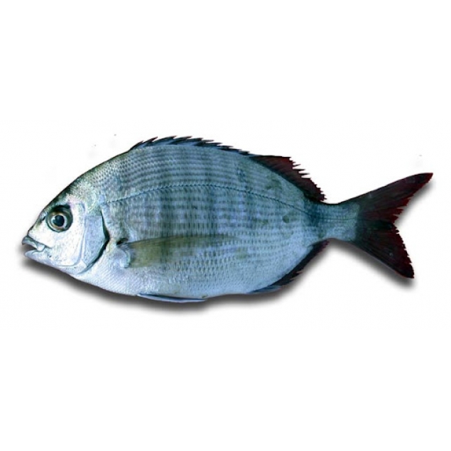 Pez Diplodus Sargus Sargus 【SARGO】 | Ficha Técnica Completa