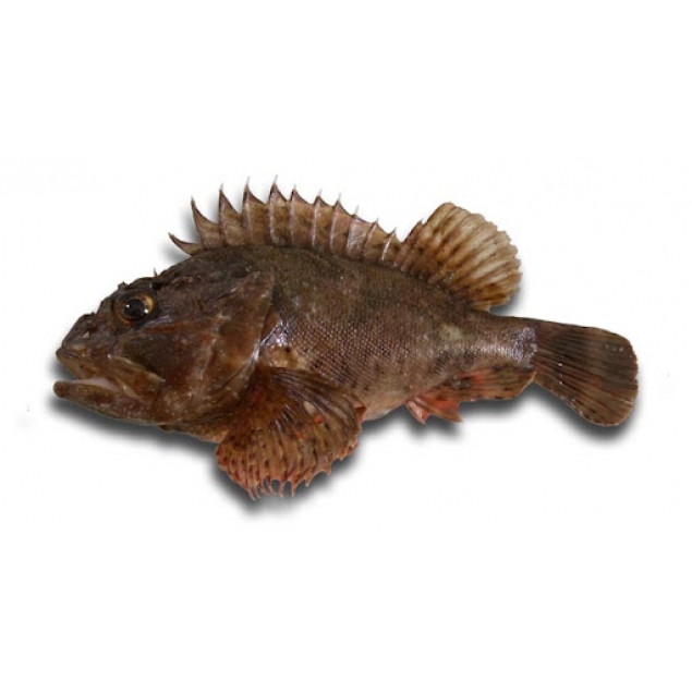 Pez Scorpaena Porcus, 【 RASCACIO】 | Ficha Técnica Completa