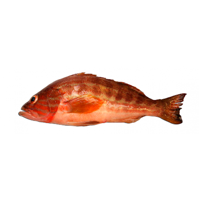 Serranus Cabrilla 【SERRANO】 | Ficha Técnica Completa