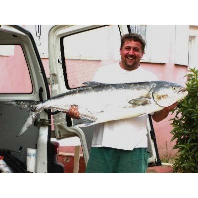 Uranoscopus Scabe 【PEZ RATA】 | Ficha Técnica Completa