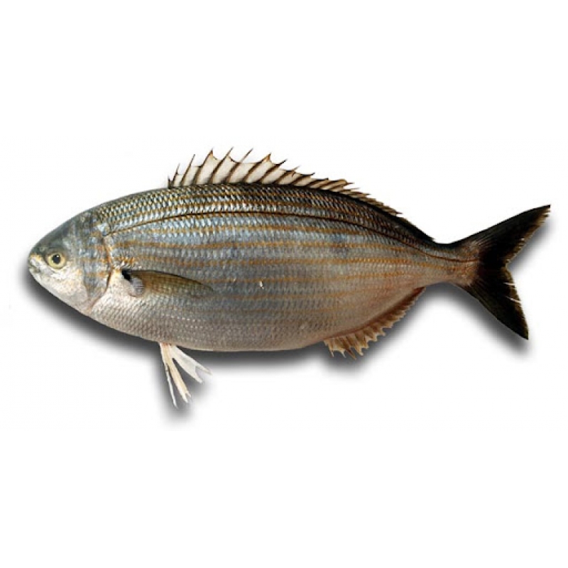 Sarpa Salpa 【SALPA】 | Ficha Técnica Completa