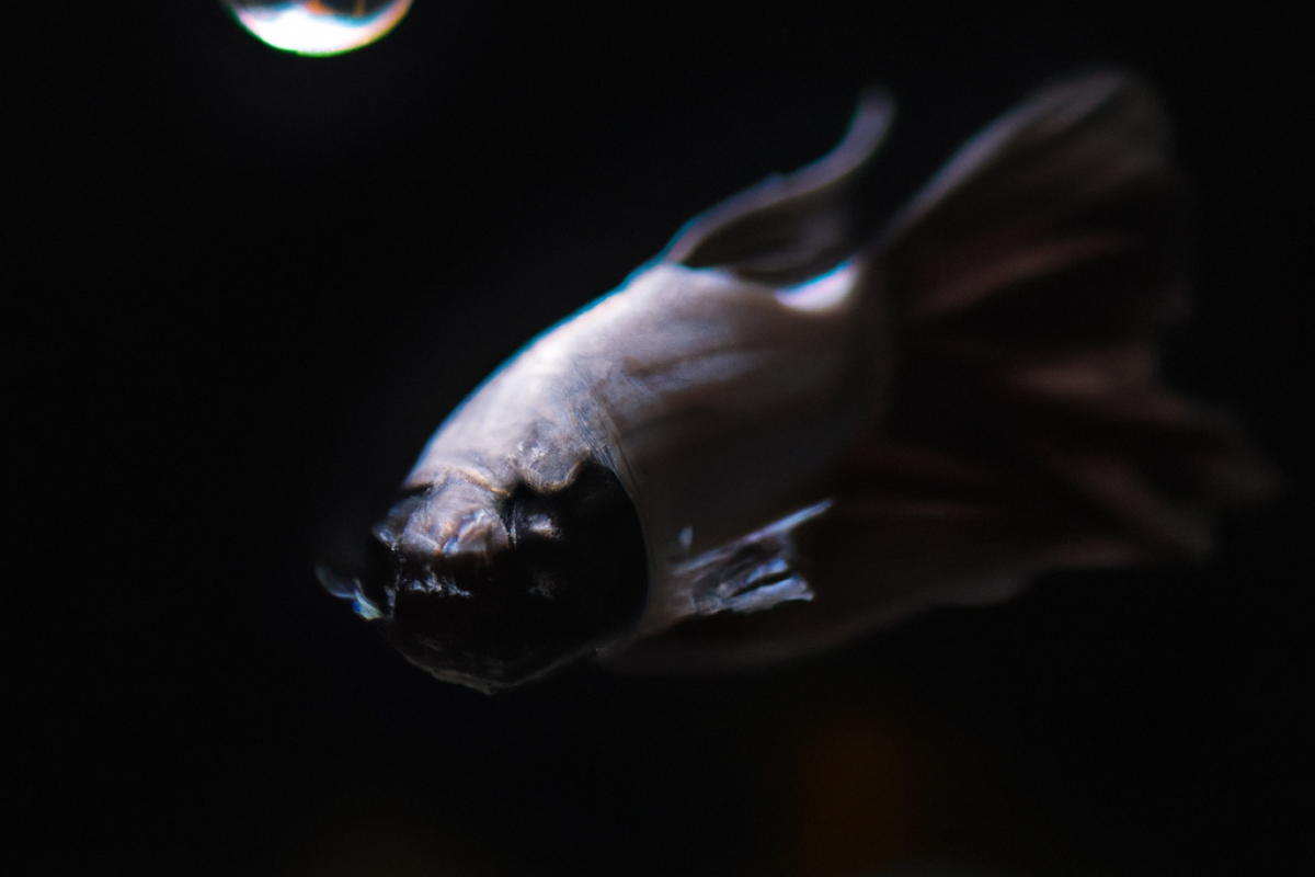 ¿Cómo saber si un pez de agua dulce está estresado?